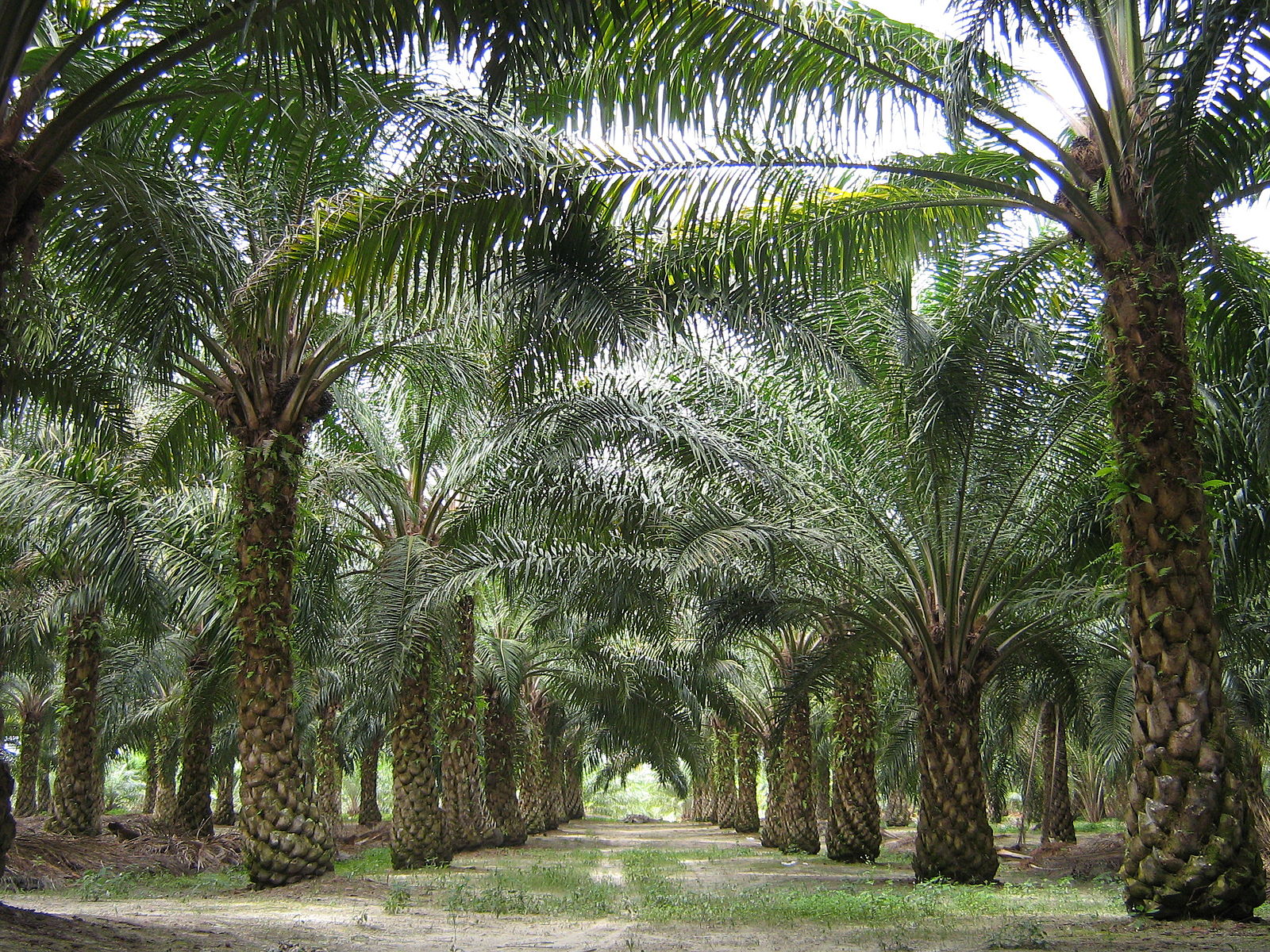 Palm Oil Biodiesel Palm Oil Biodiesel